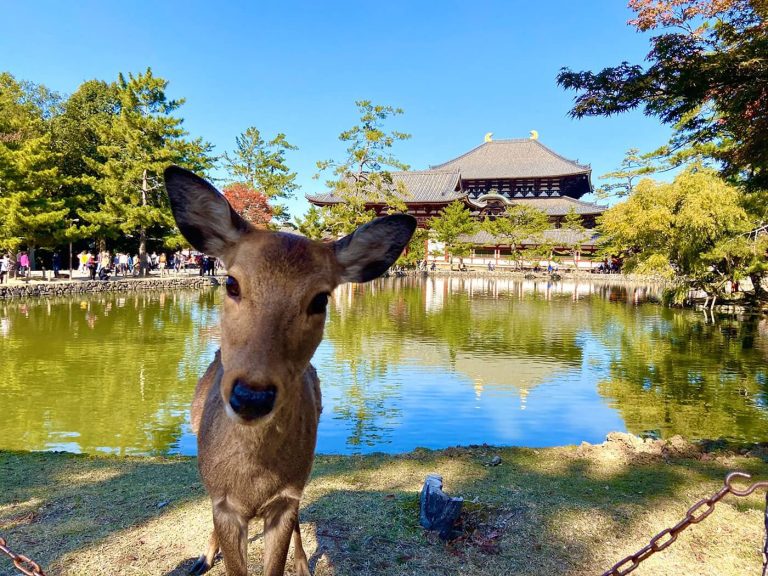 Wat te doen in Nara, Japan: 10 tips! | Wereldreizigersclub