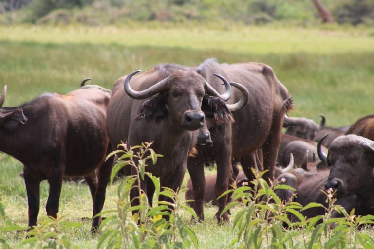 Wat te doen in Arusha: 10 tips! | Wereldreizigersclub